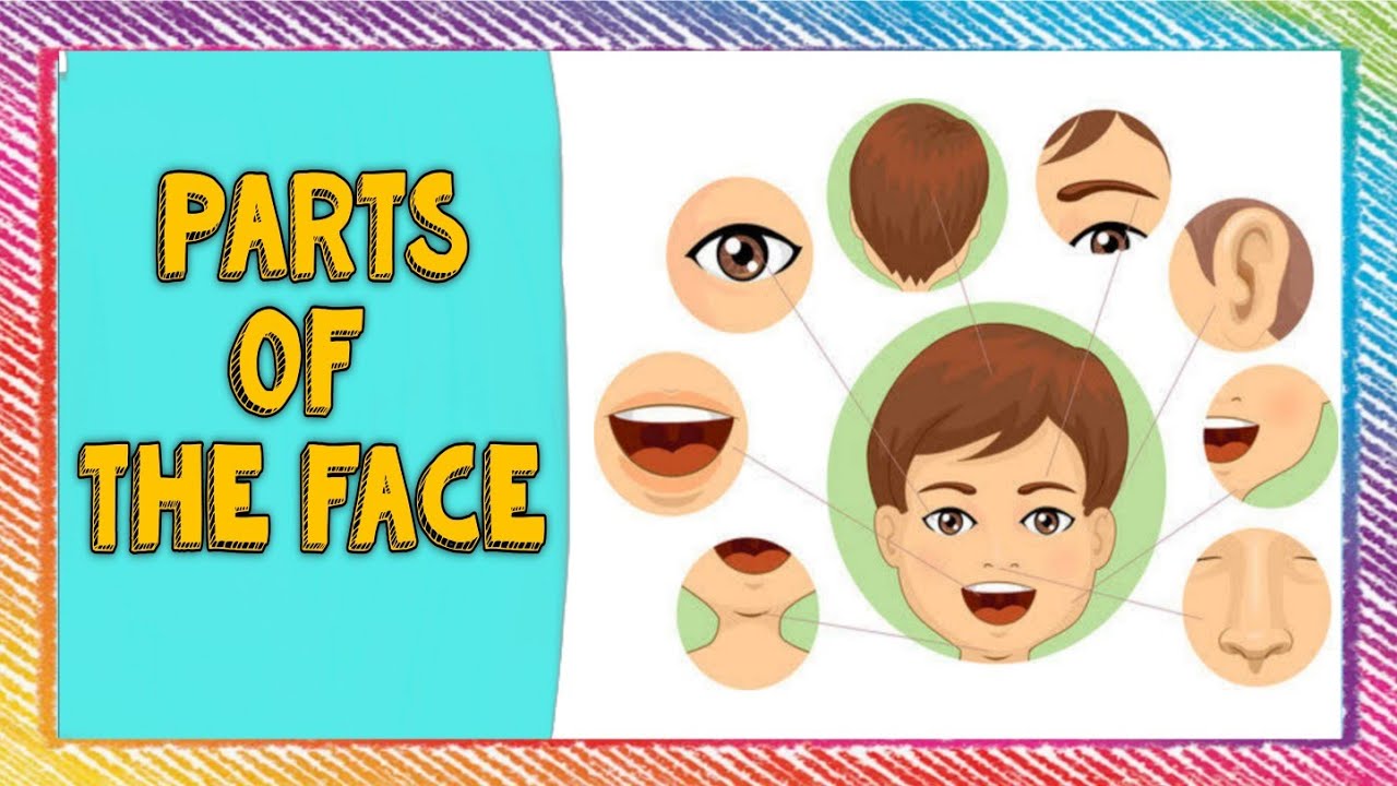 Parts Of The Face | Children's Learning Video - YouTube