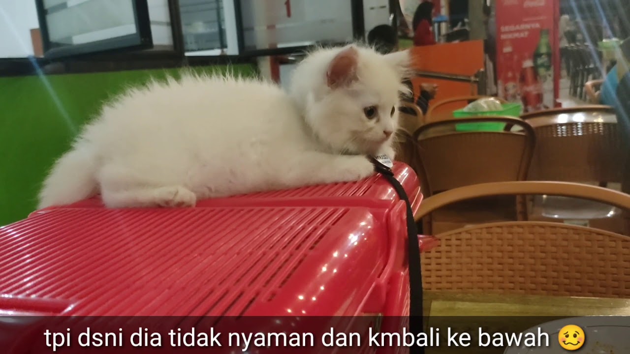bawa anak kucing 2,5 bulan naik bus selama 8 jam // Yogyakarta-Bandung ...