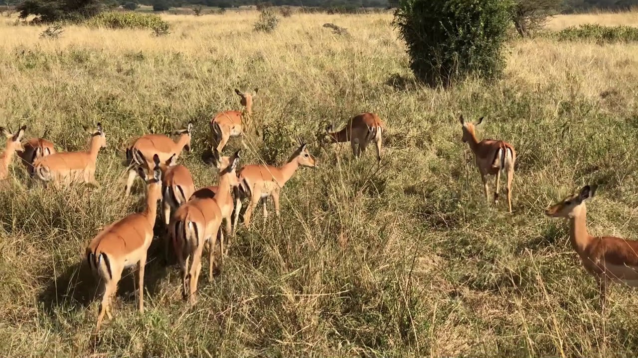 Nairobi National Park Safari in Kenya - YouTube