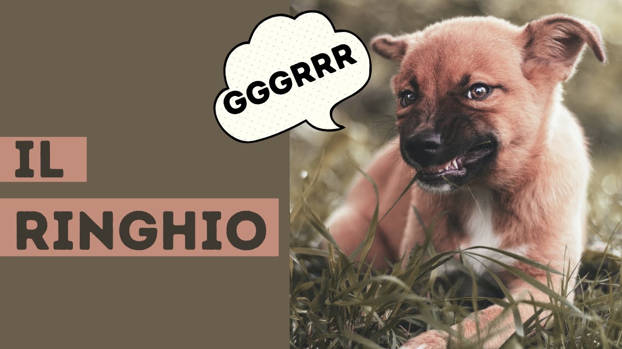 Il ringhio del cane [come interpretarlo e capirlo] - YouTube