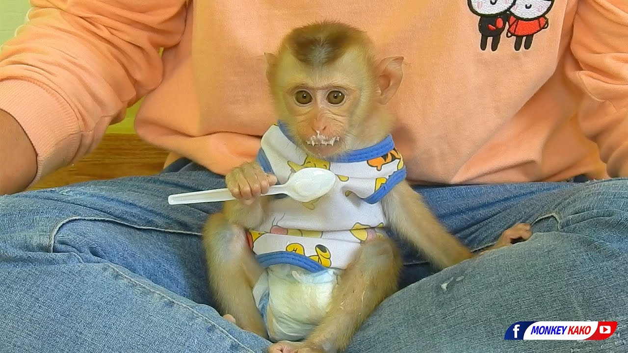 Baby Monkey | Adorable Tiny Olly Use Spoon Eating Yogurt - YouTube