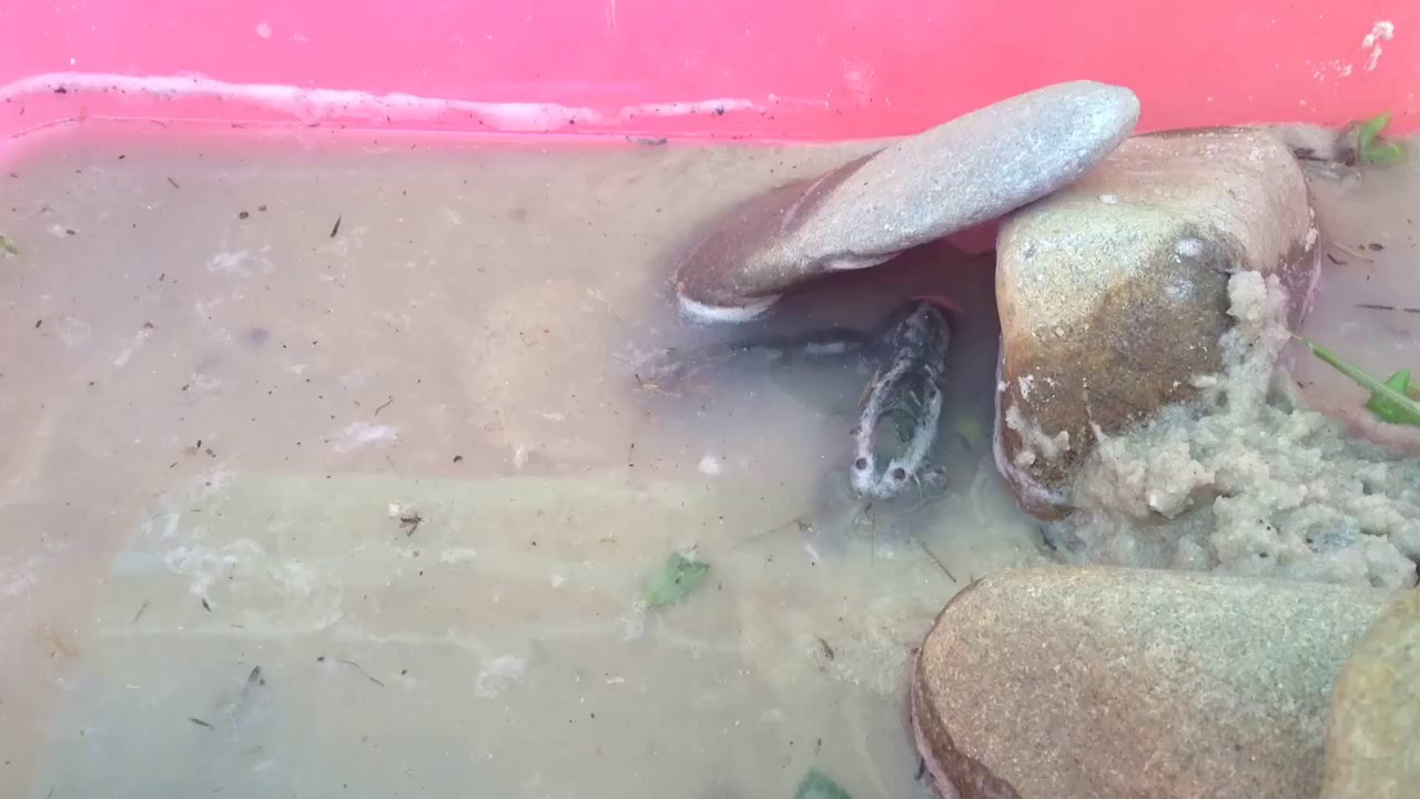 My yabbies in their original home and one of them shifting sand time ...