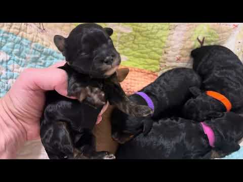 F1B newborn Cavapoo puppies - YouTube
