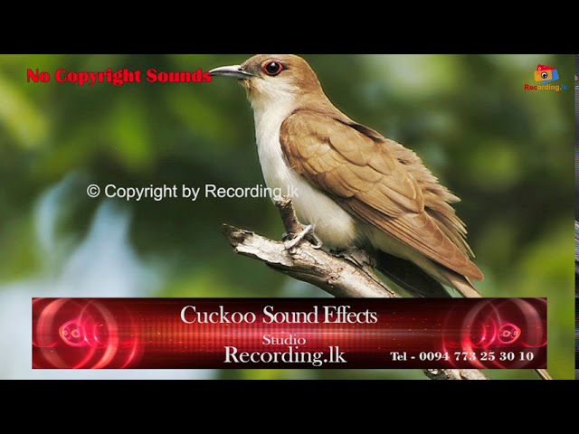 Youtube Sounds Of Cuckoo Bird