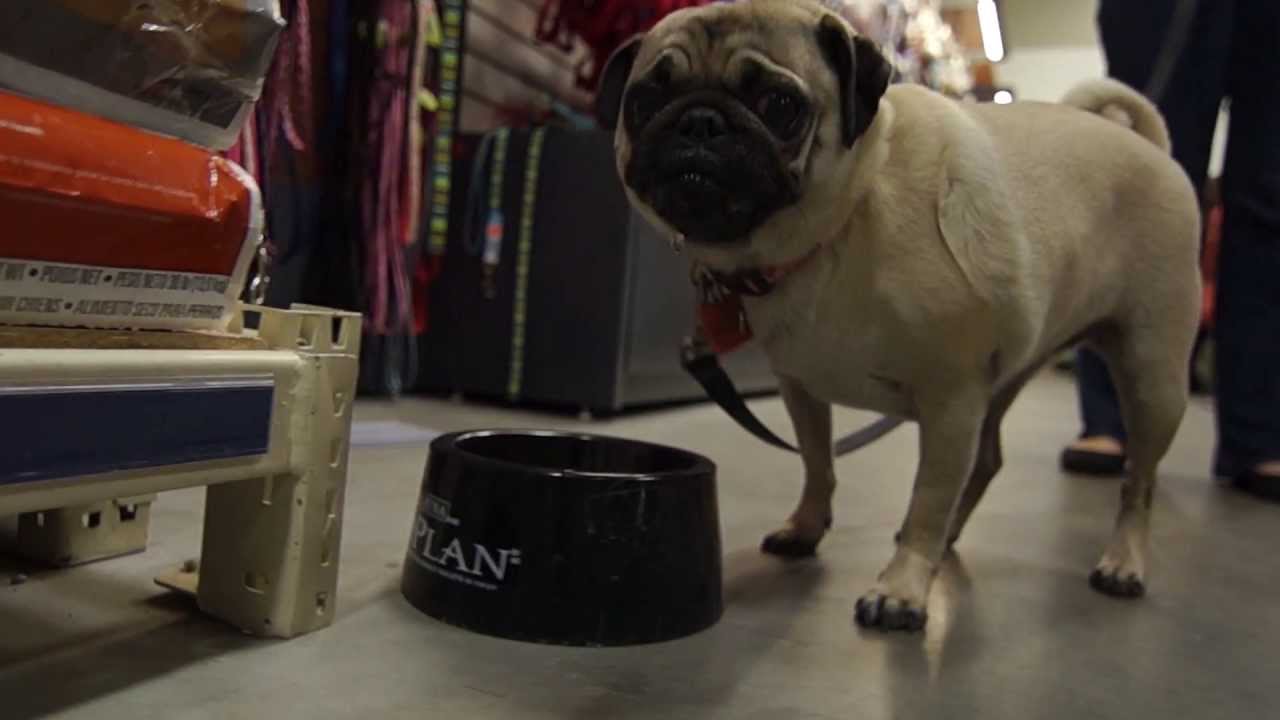 Peggy the pug's day off - YouTube