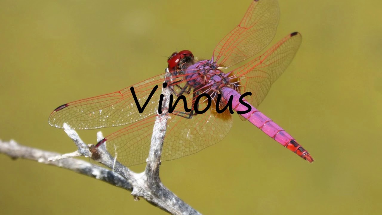 How to Pronounce Vinous? - YouTube