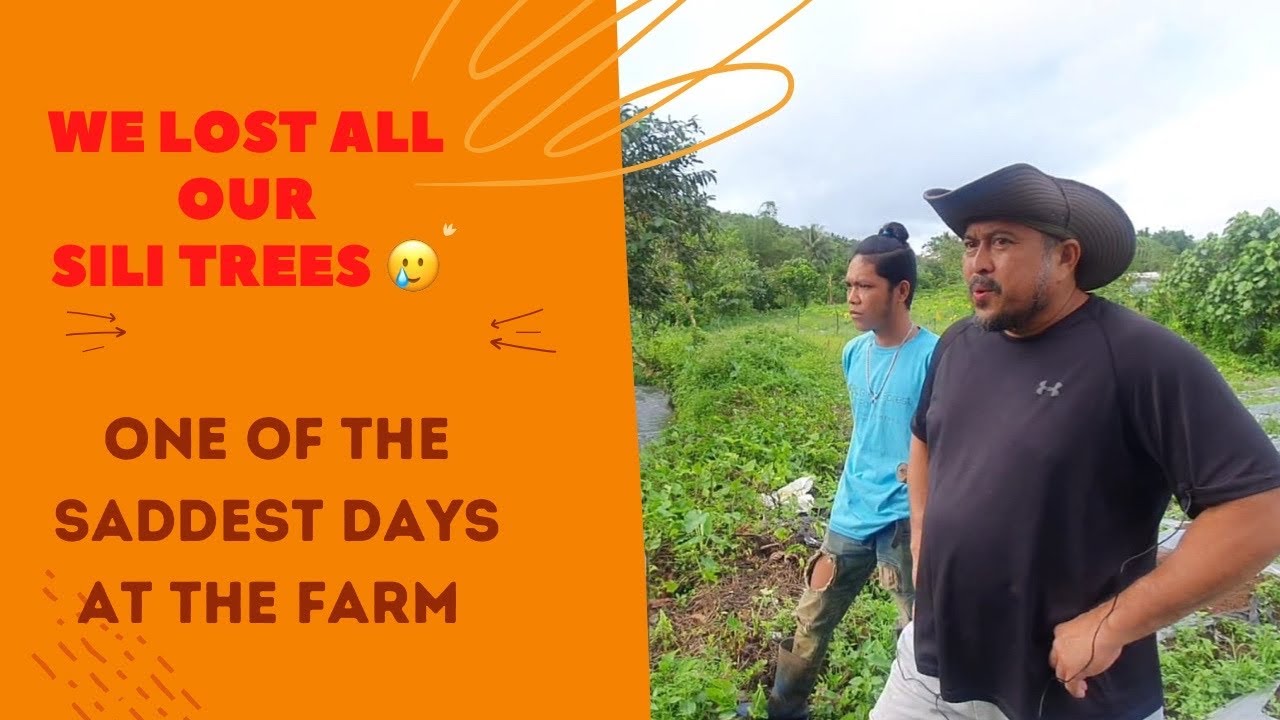 SILI TREES!!, Kinain lahat ng Goats. Very sad day sa #farm #farming ...