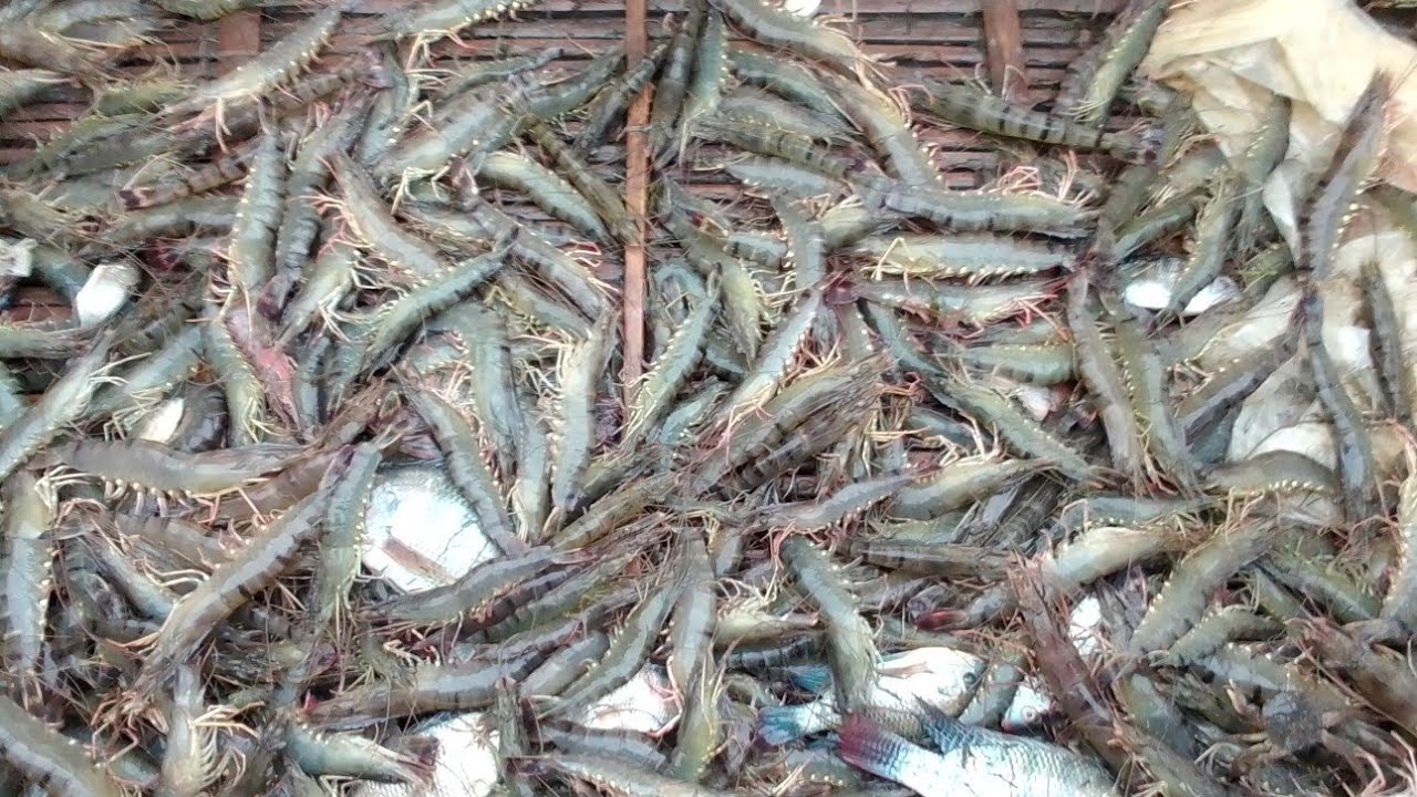 catching prawns from the enclosure best amazing video. - YouTube