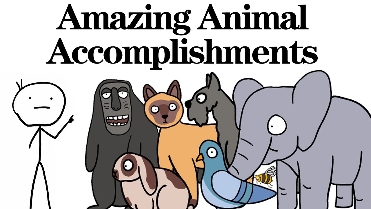 Amazing Animal Accomplishments！Animal Facts - YouTube