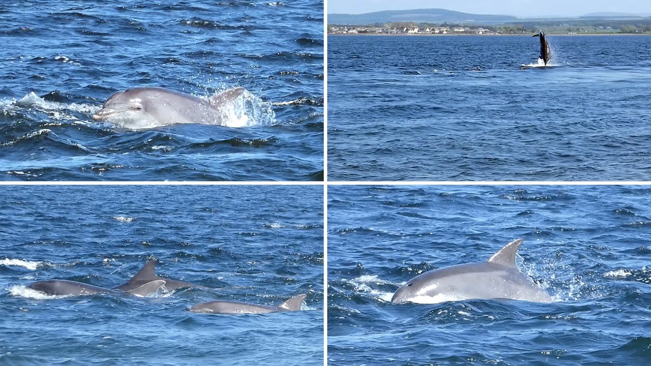 Dolphin Watching in Scotland | Moray Firth Bottlenose Dolphins - YouTube
