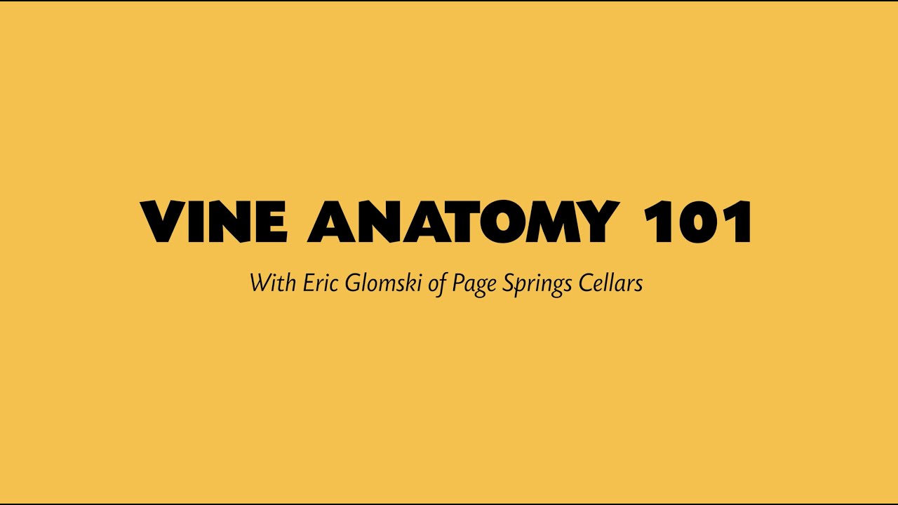 Vine Anatomy 101 - YouTube