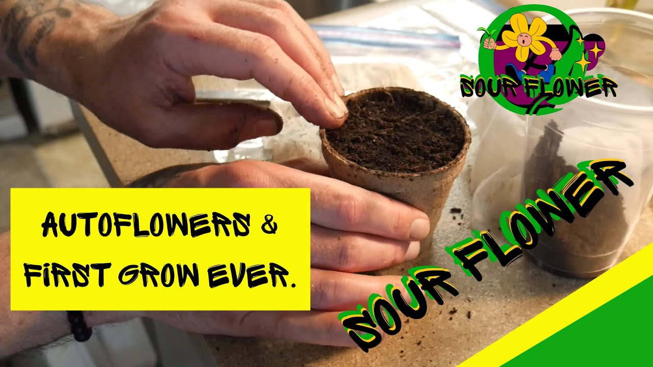 Autoflowers And First Time Grow "EVER" And Step By Step Seed To Harvest ...