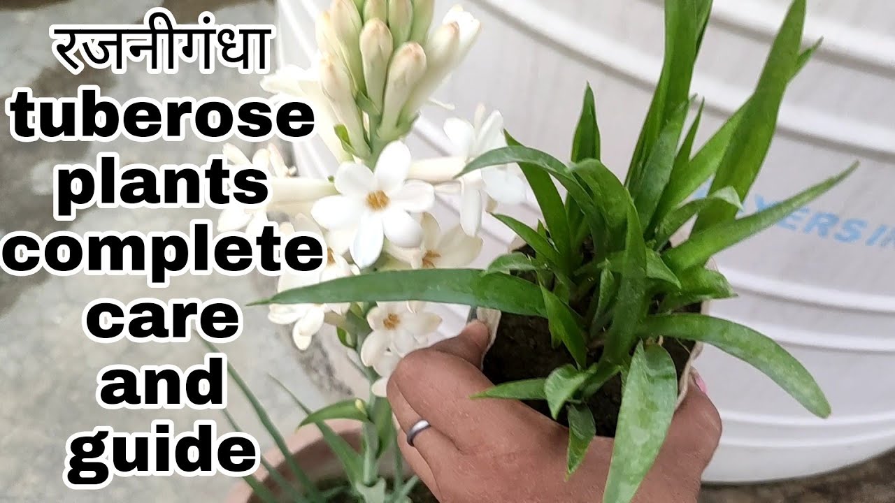 #Tuberose, Rajnigandha plants grow &care tips!! रजनीगंधा के पौधे की ...