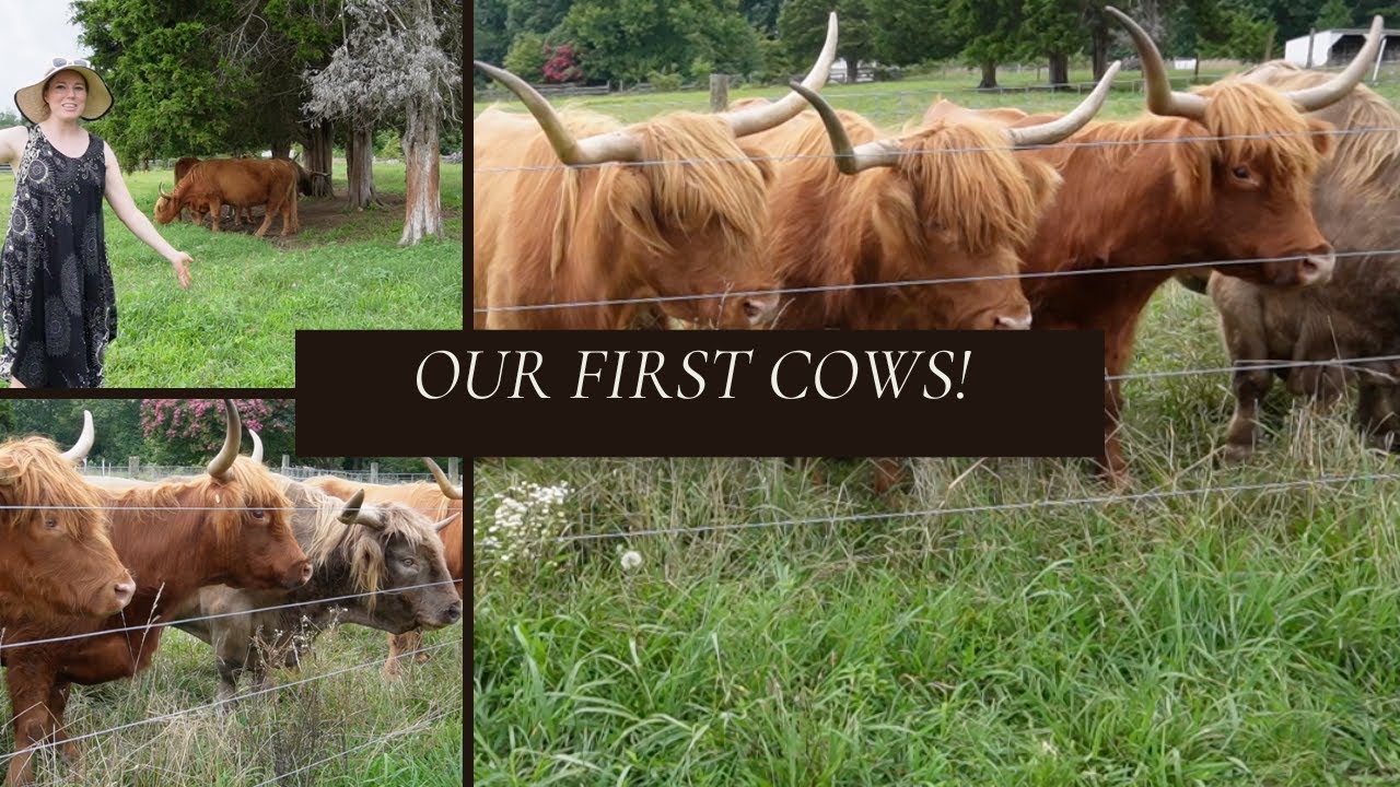 Our First Cows! - YouTube