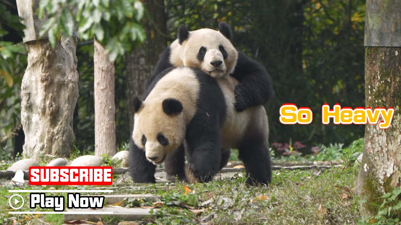 Panda Gets A New Heavy Backpack | iPanda - YouTube
