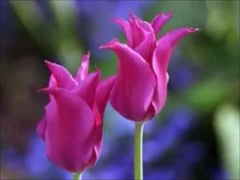 SAHABELERDEKİ ALLAH KORKUSU   Hz  Hanzala'nın Allah korkusu