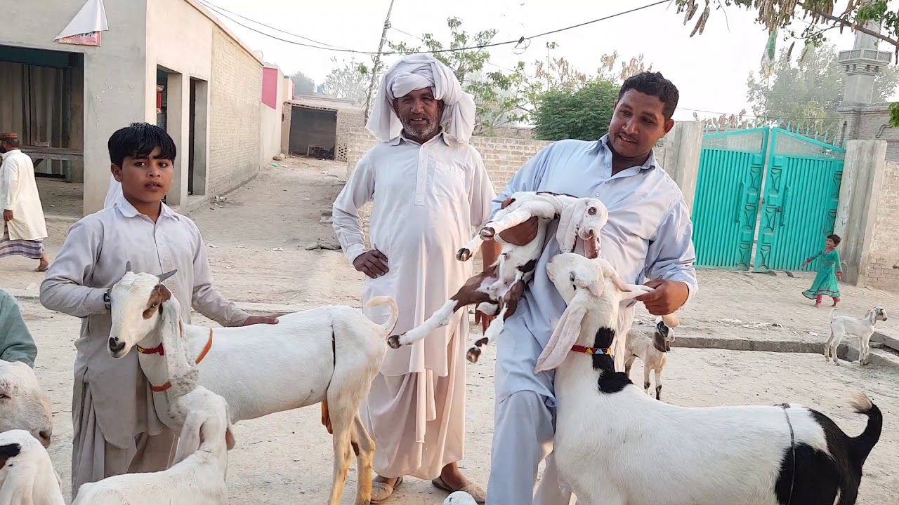 doodhwali bakriyan bacchon wali bakriya 03354746487 - YouTube