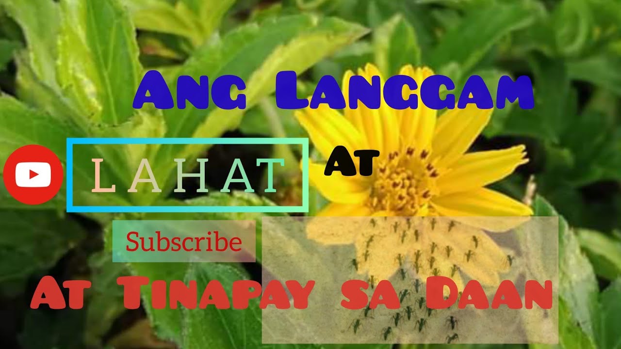 Nature Life Ang Langgam at Ang Tinapay sa daan - YouTube