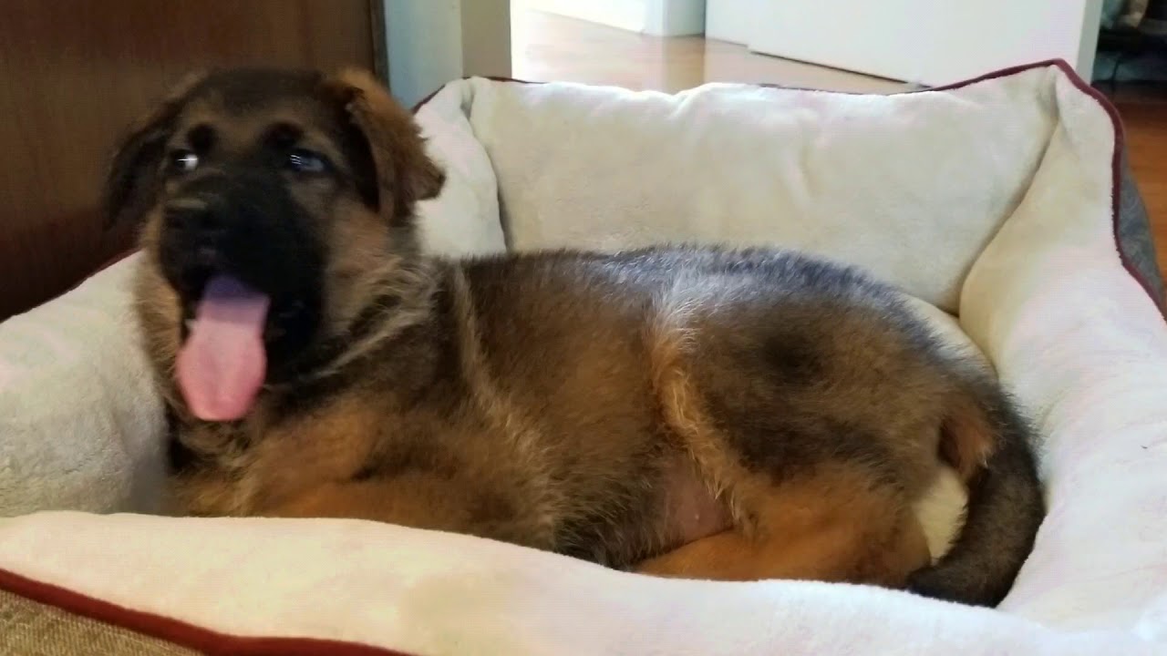 My Puppy Growing Up to 6 Months (Part 1) - YouTube