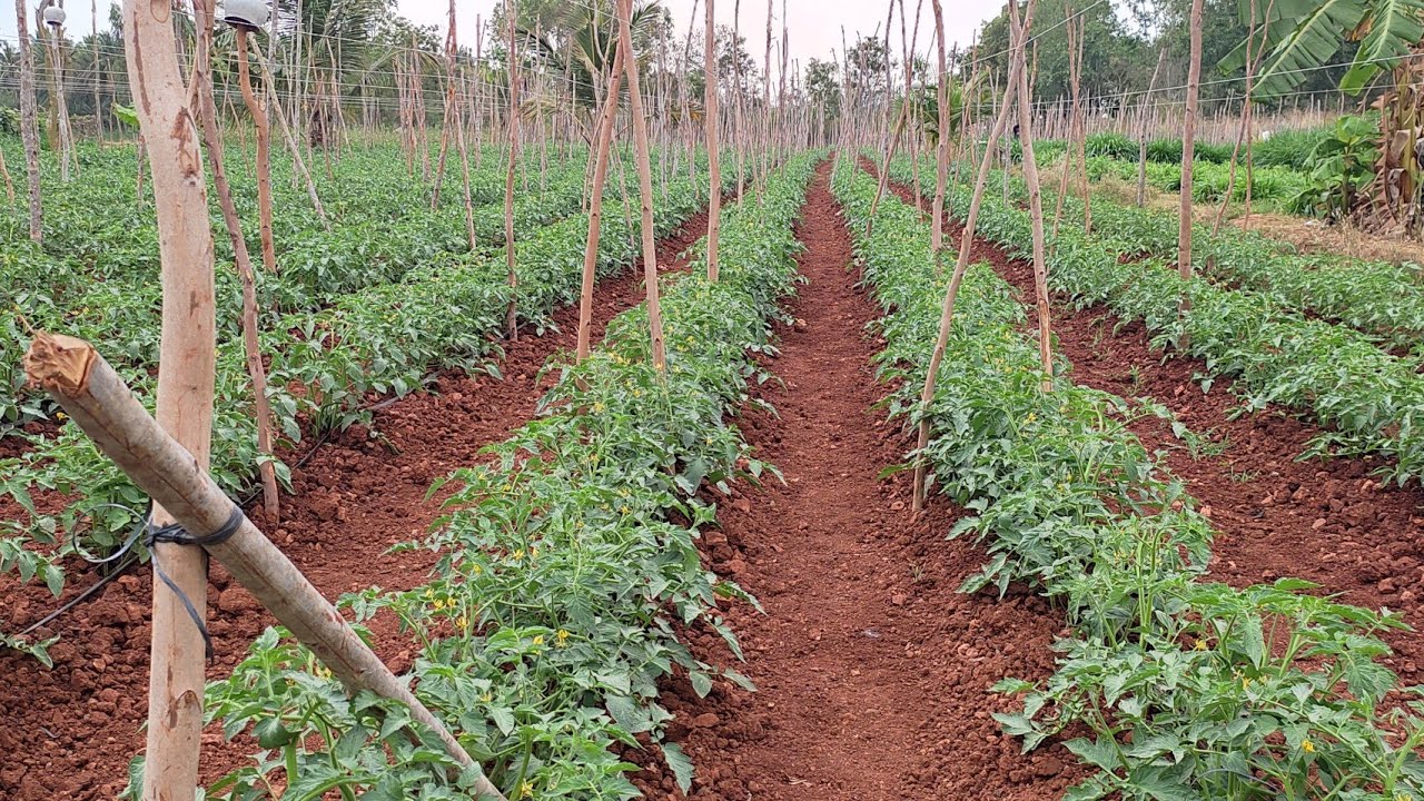 1057 tomato seeds 🍅 - YouTube