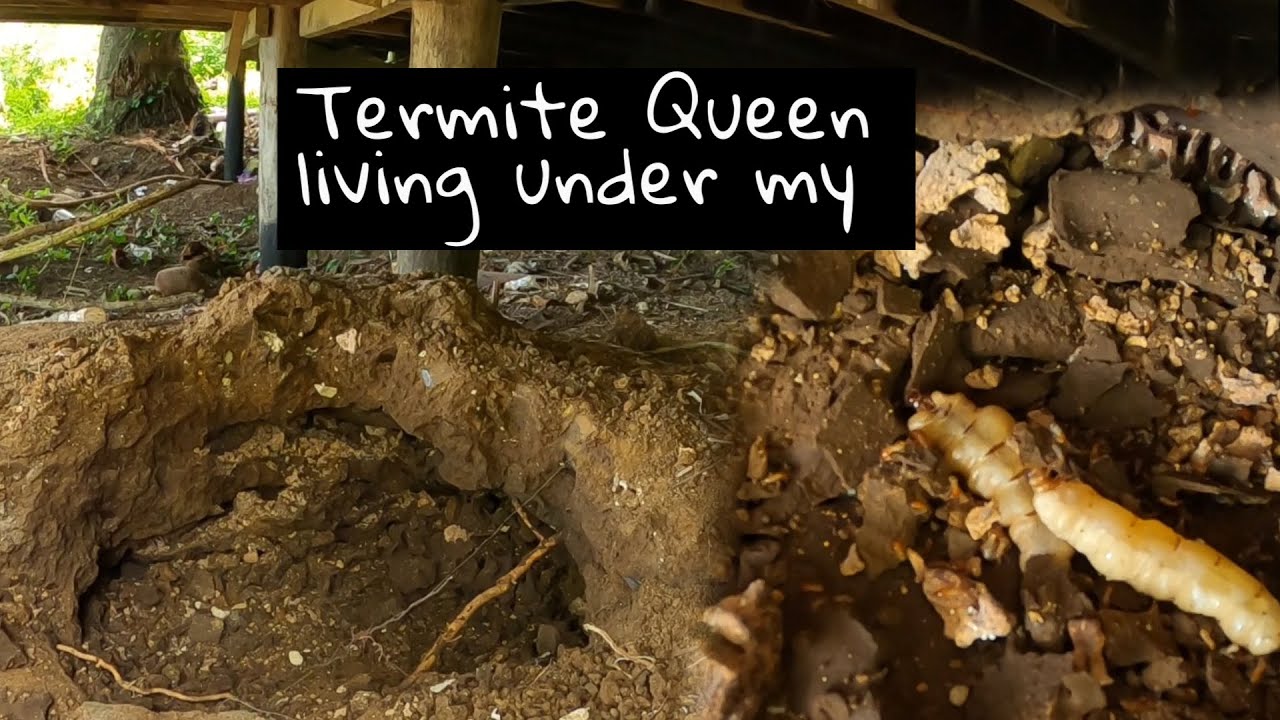 Termite Colony under my house - YouTube