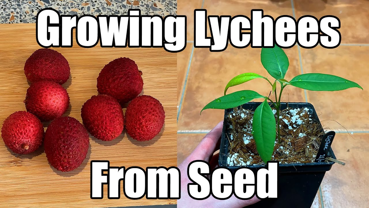 Growing A Lychee Tree From Seed - YouTube