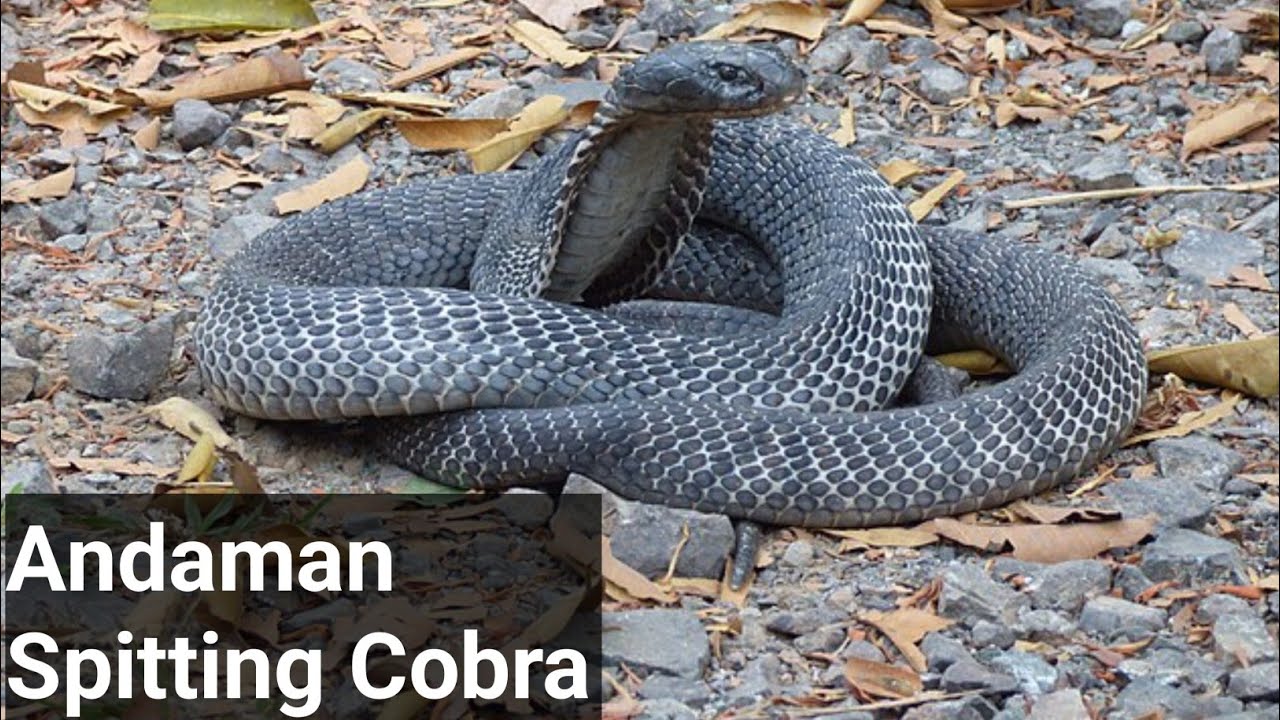 Andaman Spitting cobra 🐍 Most dangerous and highly venomous snake in ...