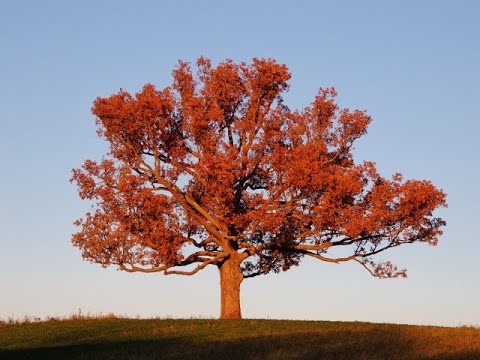 The Mighty Oak Tree Four Season Slideshow - YouTube