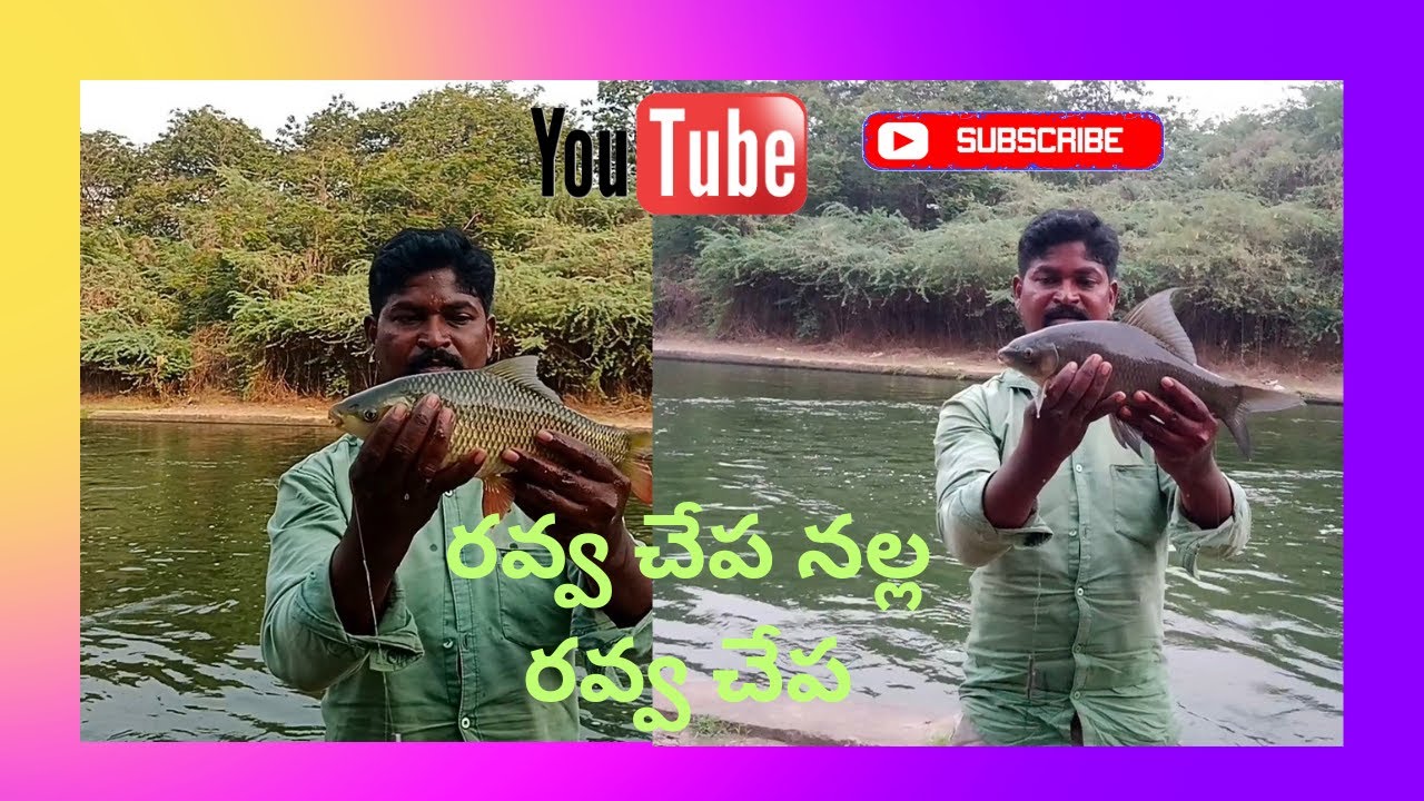 Fish Hunting l Rohu fish and Black Rohu fish catching l Awesome KVR ...