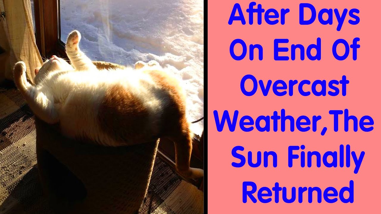 Cats Who Love Sun More Than Anything - funny cats - YouTube