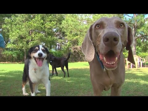 DEET on Dogs: A Risk You Might Not Realize - Dogsguide.blog