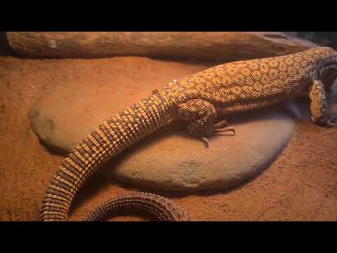 Australian Monitor Lizard Ackie monitors having a big cricket feed😃 ...