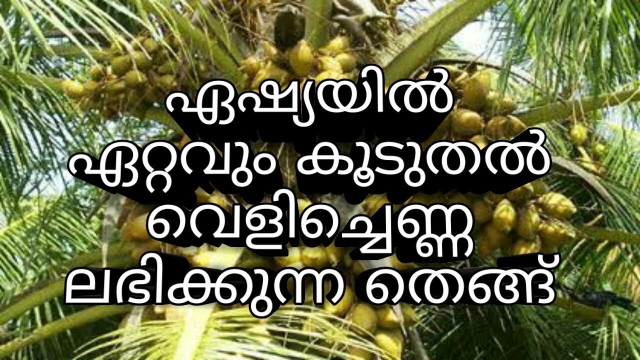 Kuttiyadi Coconut, ഏഷ്യയിൽ ഏറ്റവും കൂടുതൽ പ്രതിരോധ ശക്തിയുള്ള തെങ്ങ് ...