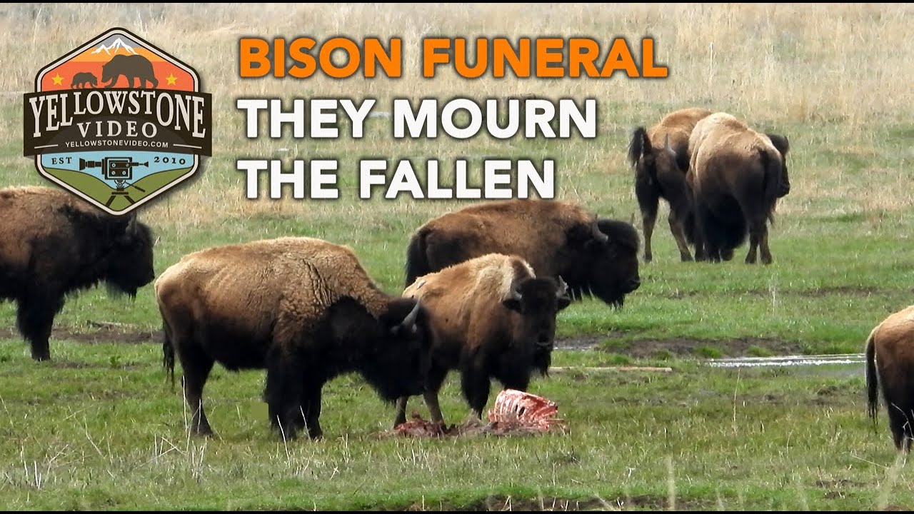Bison Funeral - They Mourn The Fallen - Yellowstone National Park ...