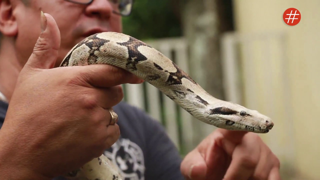 Cómo cuidar a una Tragavenado - YouTube