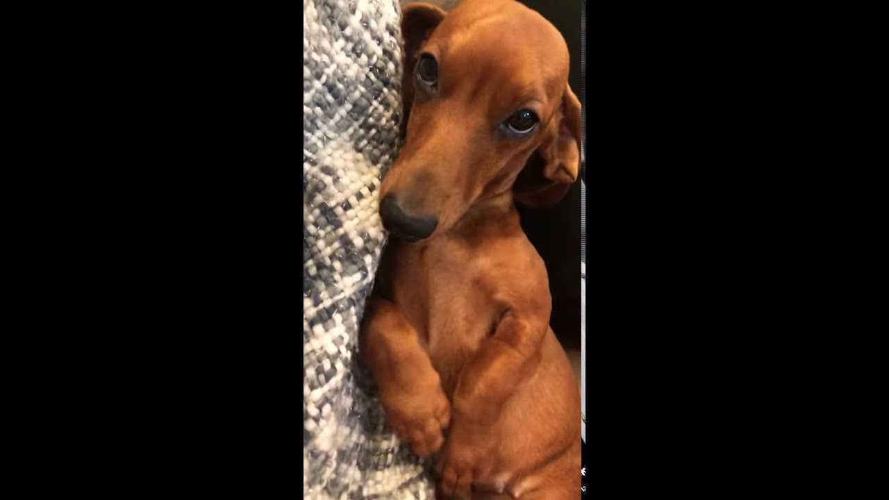Dachshund puppy side eye look vine - YouTube