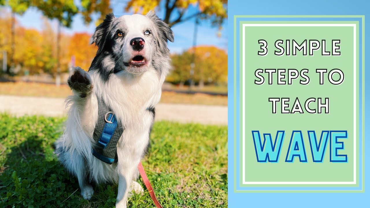 How to Teach Your Dog "WAVE" in 1 Minute or Less! - YouTube
