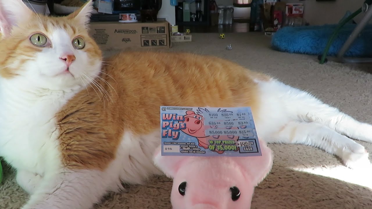 Cat Plays The Lotto - YouTube