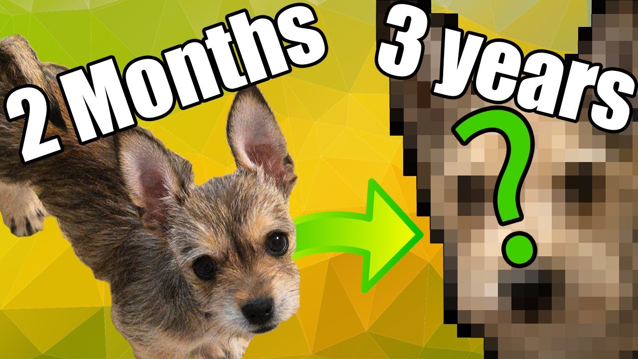 Rescue dog Time Lapse | Puppy to Adult - YouTube