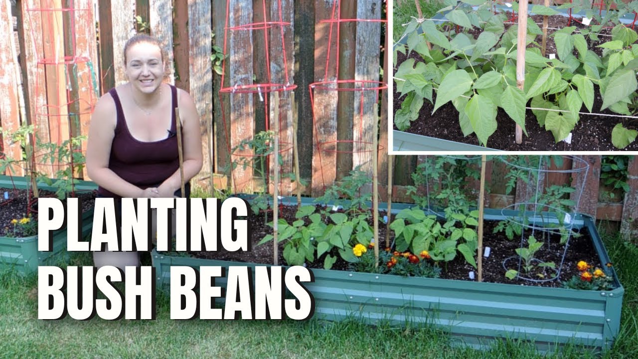 Planting Bush Beans + Building a Trellis - YouTube