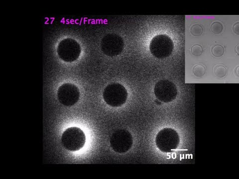 Proof Of Life... At Conception - YouTube