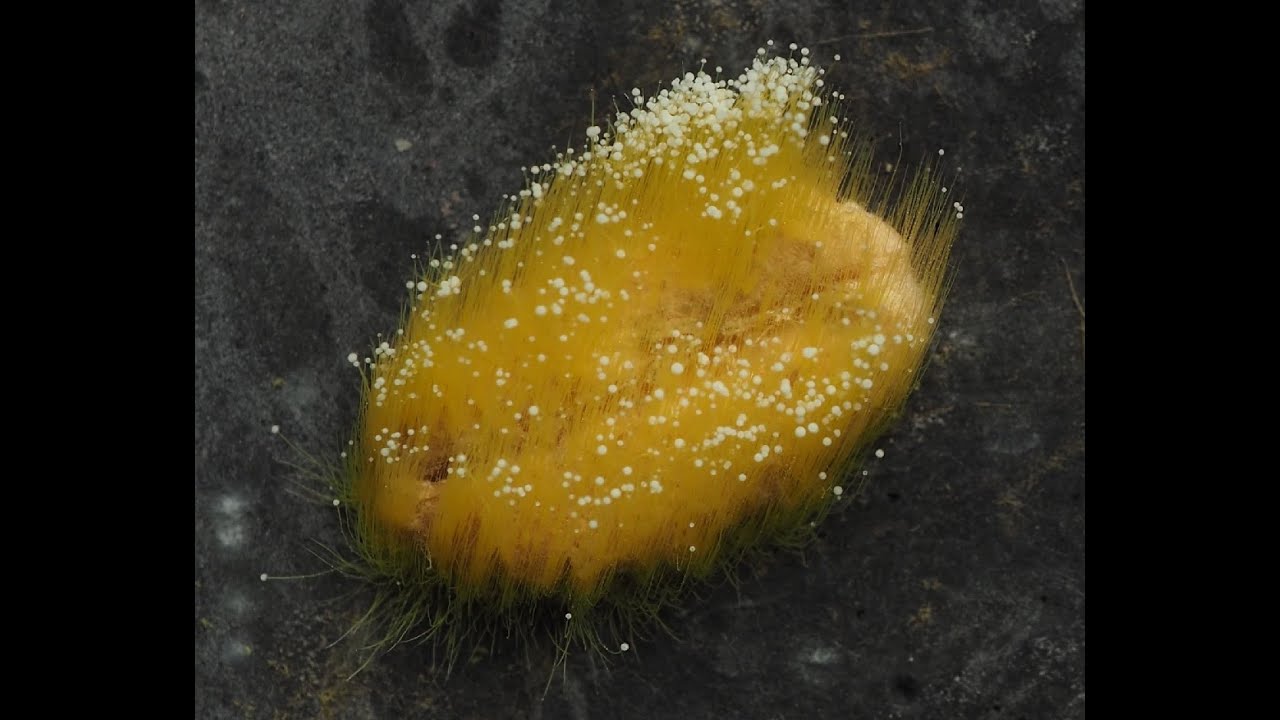 Timelapse of brilliant yellow mold growing on an oat - YouTube