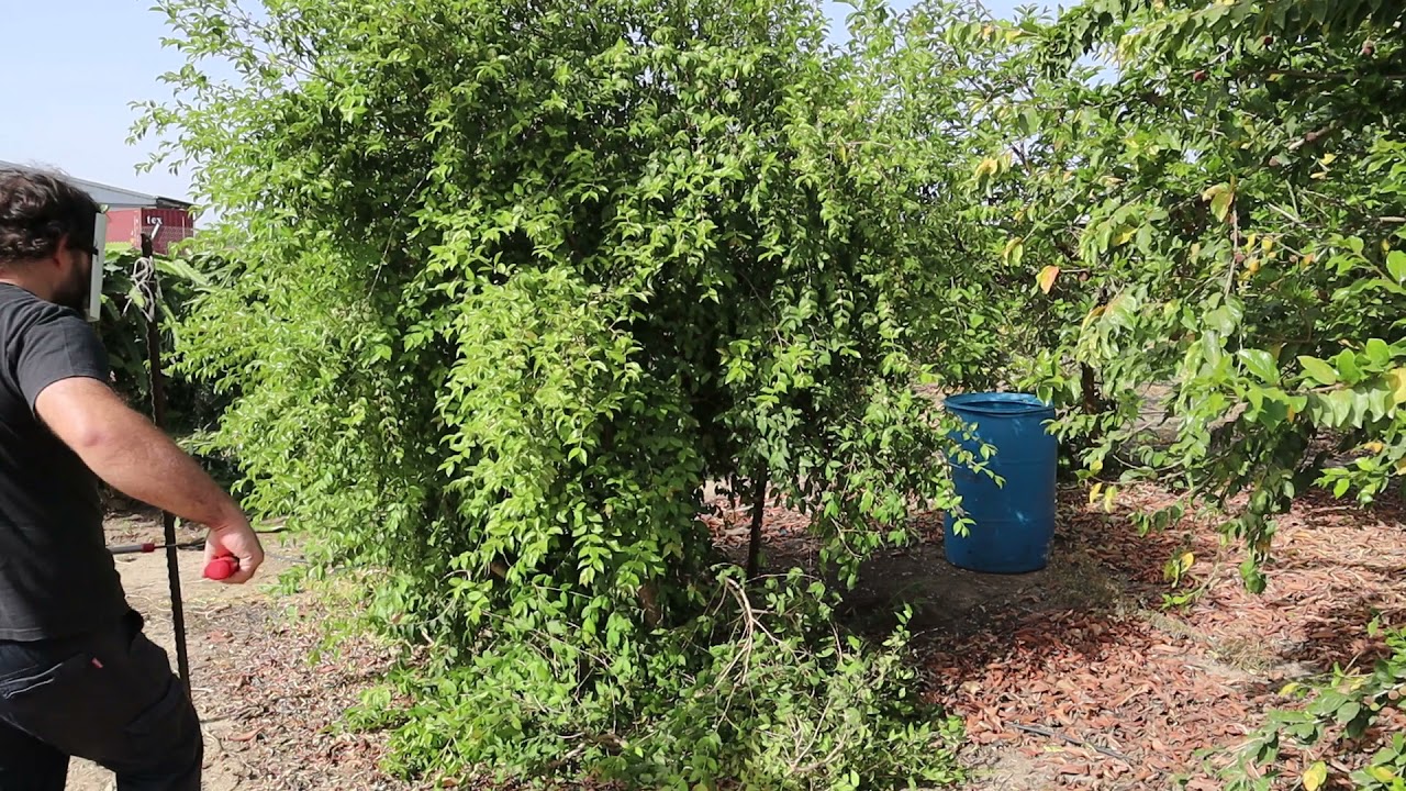 Guabiyu Tree Pruning And Trimming - Exotic Fruit Tree Care (Myrcianthes ...