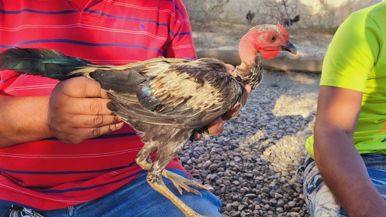 WILLIANS MUESTRA SUS ANIMALES RAZAS Y MAS. - YouTube