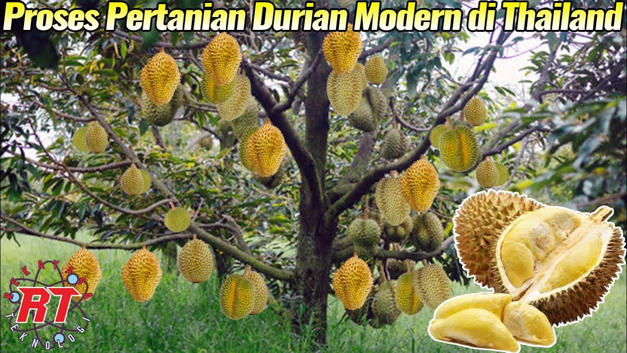 Proses Pertanian modern Buah Durian Sekala besar di Thailand - YouTube