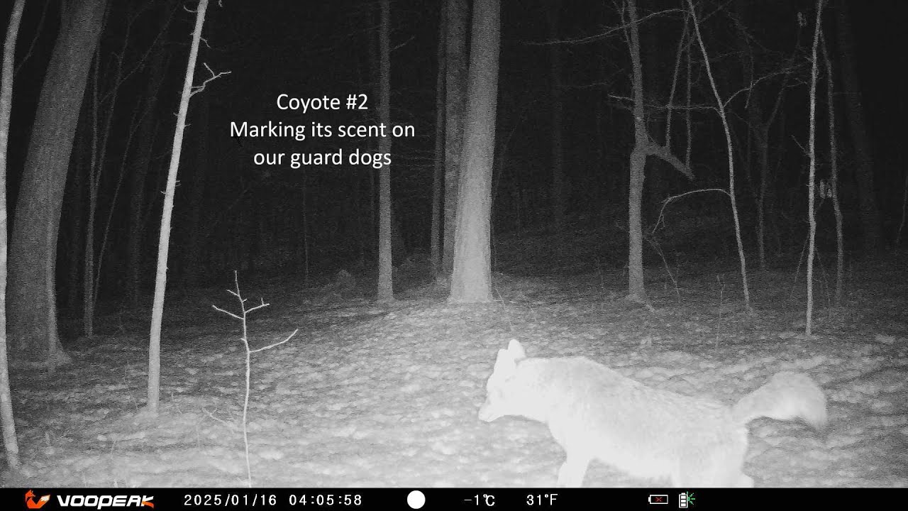 Coyotes Teasing our Great Pyrenees again! Guard Dog at Work - Backyard ...