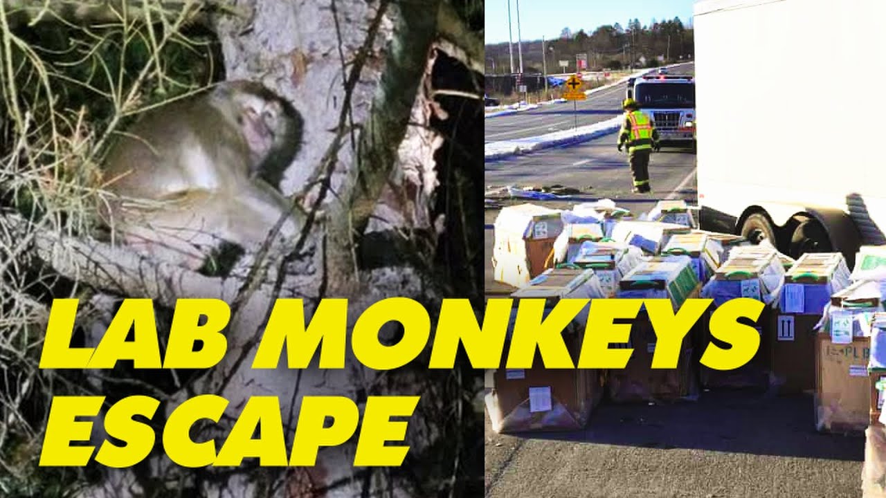 Monkeys escape after truck carrying 100 animals to a laboratory crashes ...