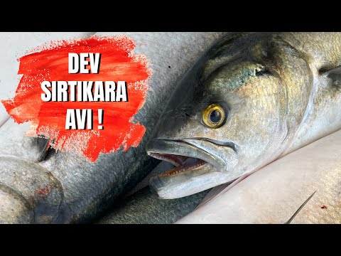 Sırtıkara'nın canlı vuruş anı.. Kesintisiz Kofana avı / 4K