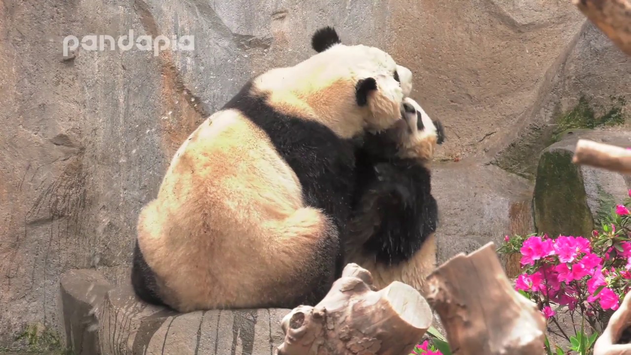 Pandas pool party - YouTube