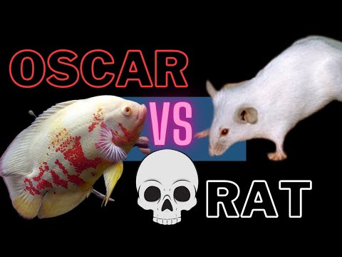 monster oscar eating 🐁 rat😮😮😮 - YouTube